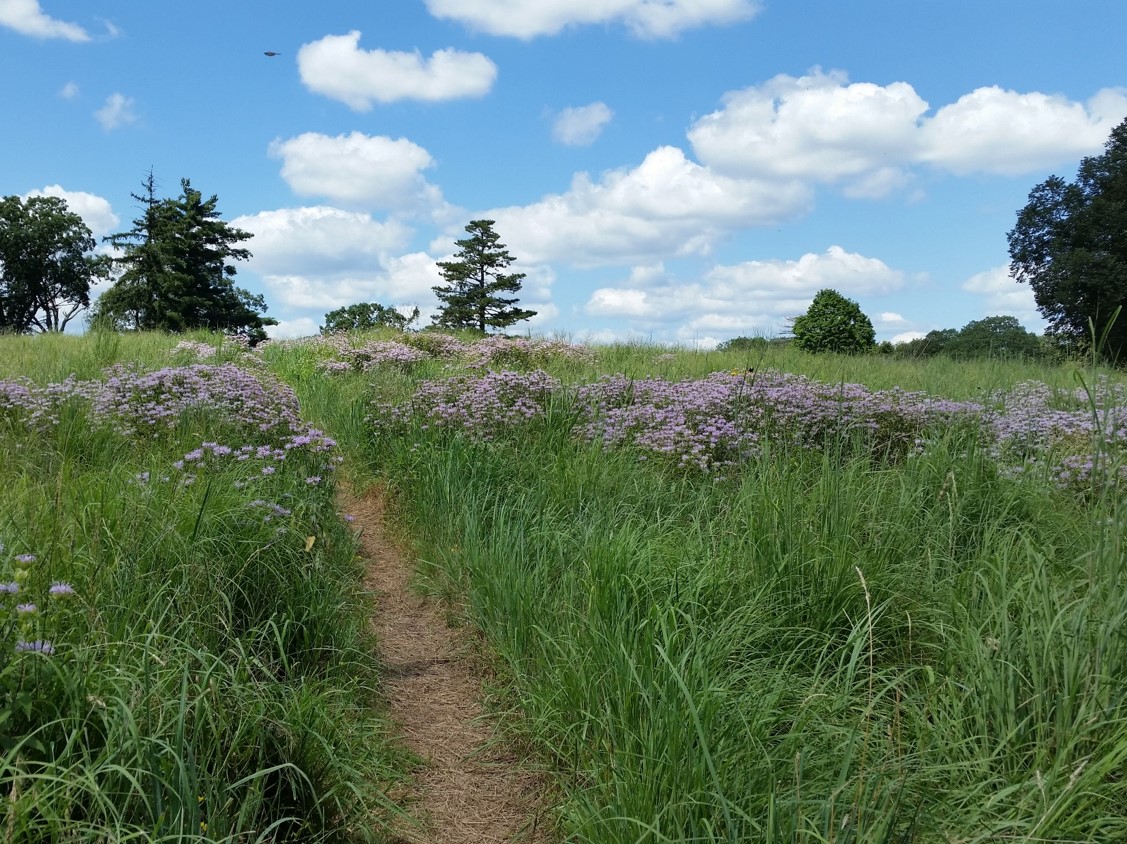 15-acre Grassland - Hilltop Conservancy